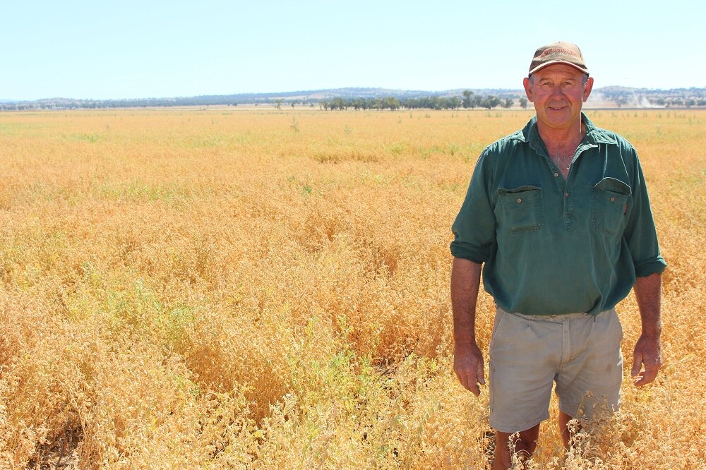 NSW farmers harvesting oats, barley, wheat, canola and chickpeas hope ...