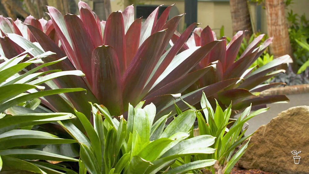 Plant Profile | Giant Bromeliad - Gardening Australia
