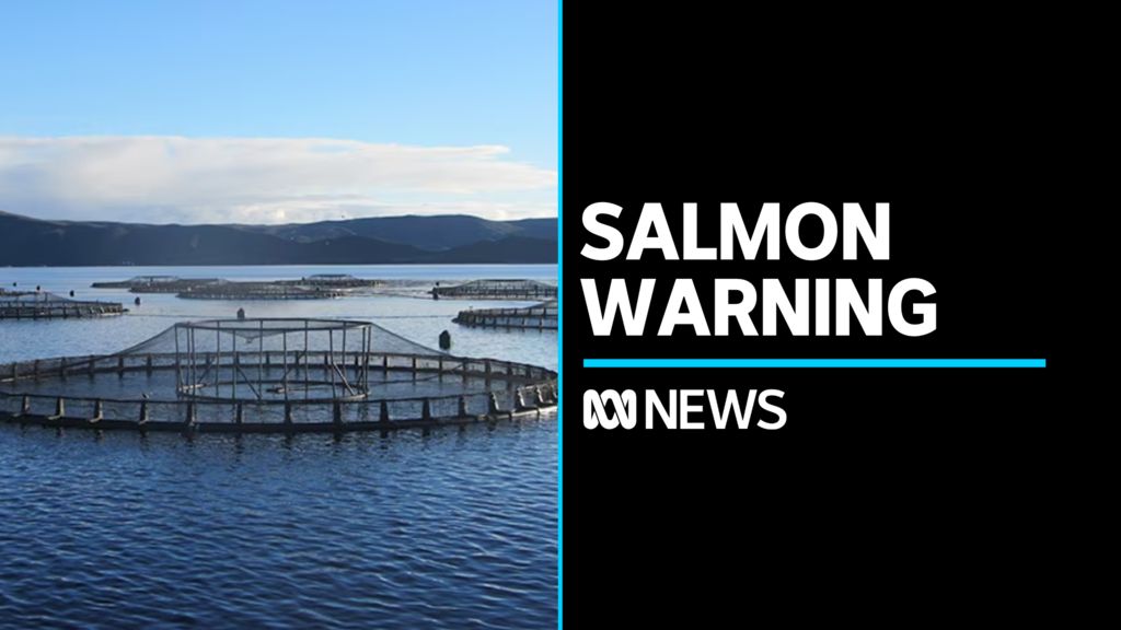 Tasmania's salmon farming may face pause amid 'reconsideration' of licence - ABC News