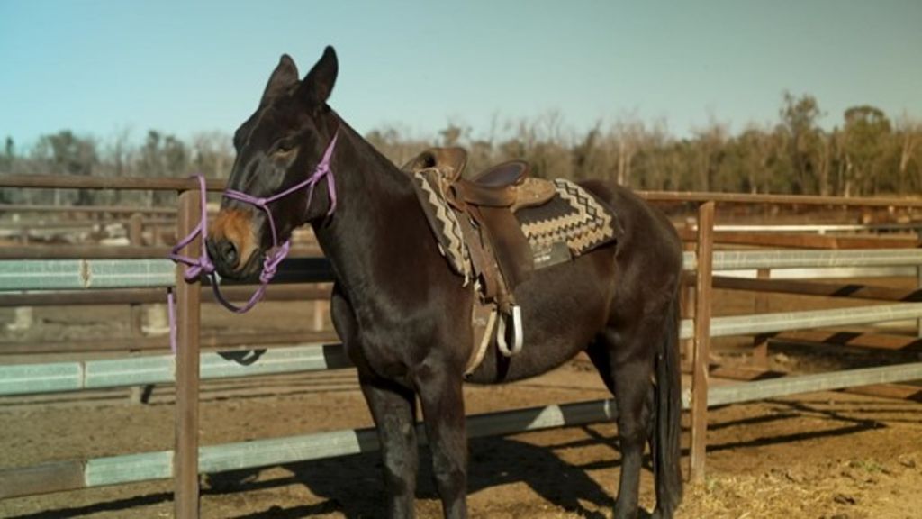 ABC Rural - ABC News