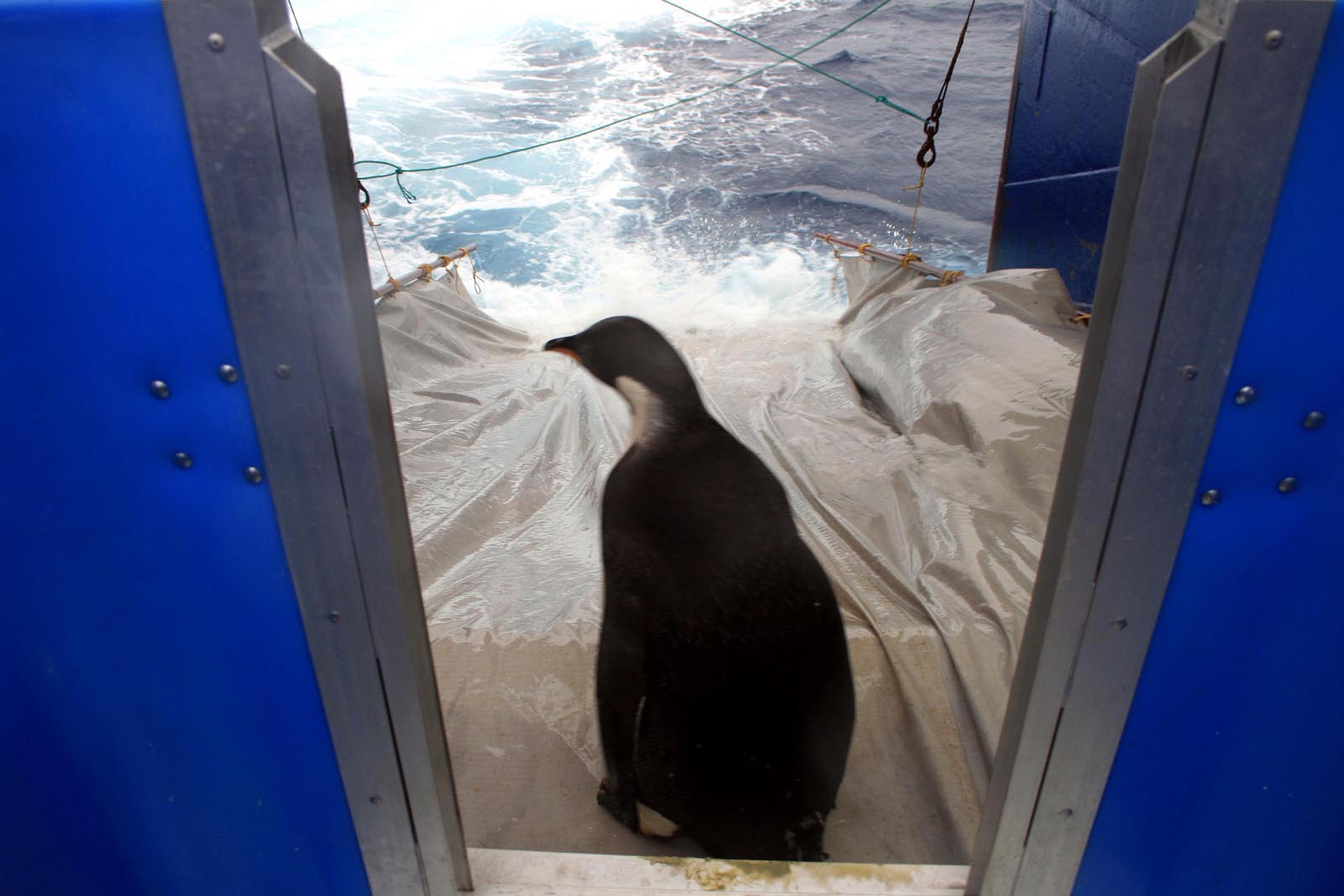 Happy Feet missing in Southern Ocean - ABC News