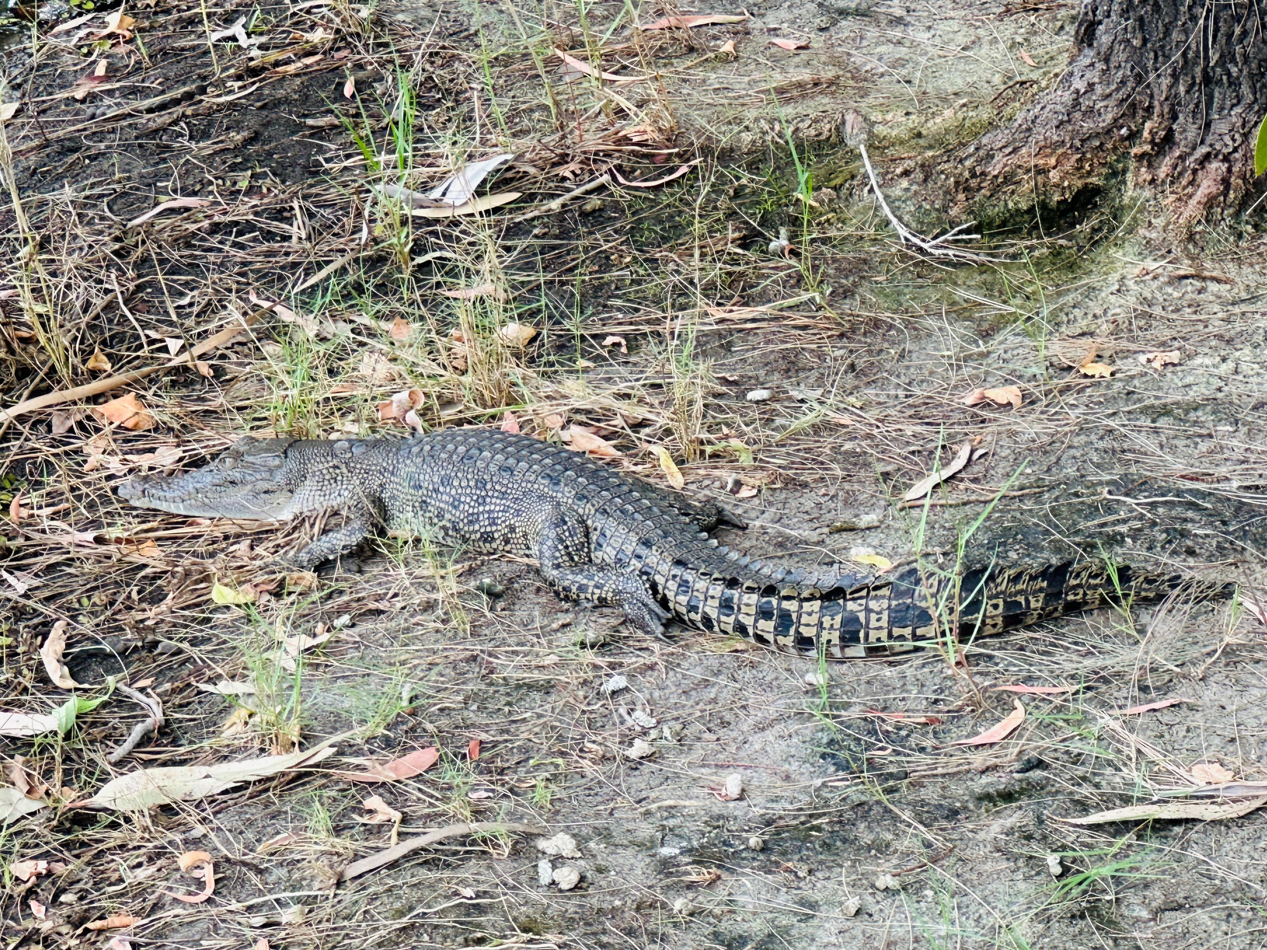 Hazardous crocodiles a popular attraction at North Rockhampton golf ...