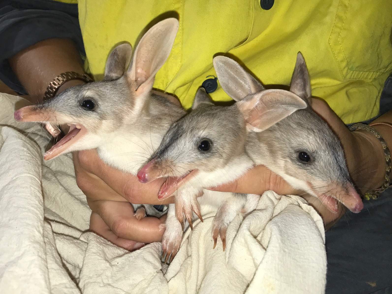 Bilby triplets emerge from mother's pouch in time for Easter - ABC News