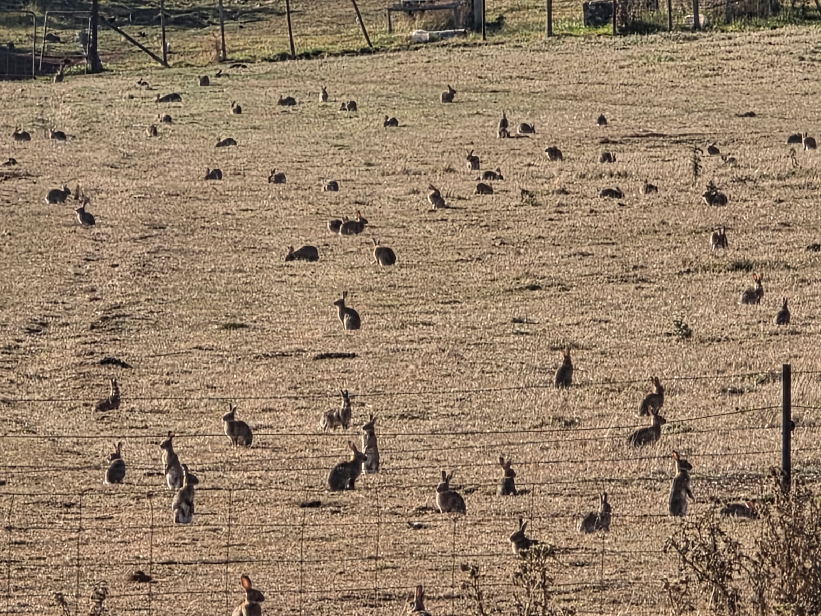 Calicivirus release underway to control rabbit problem in Tasmania ...