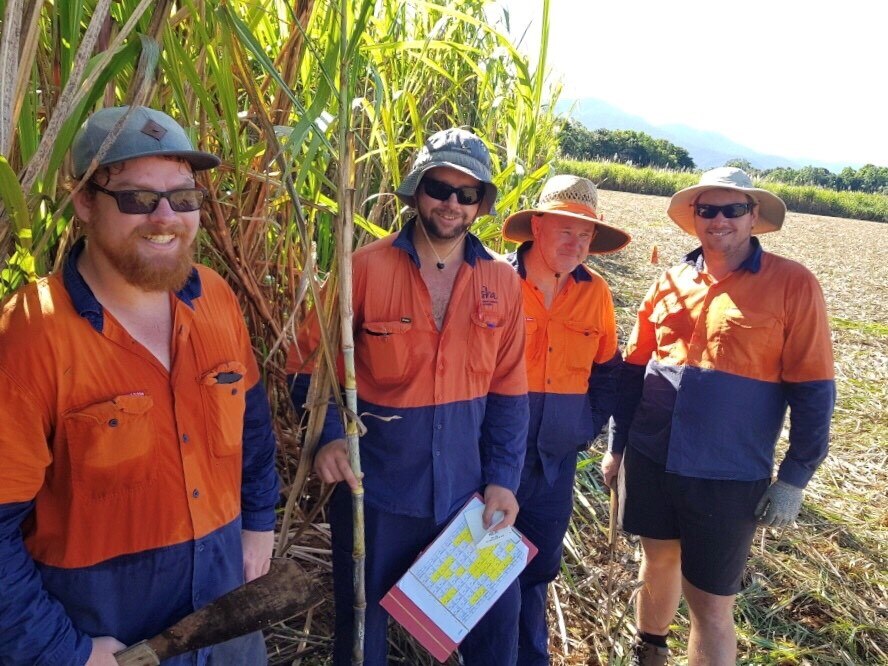 Sugar survivor is a high-stakes game where only the strongest cane ...