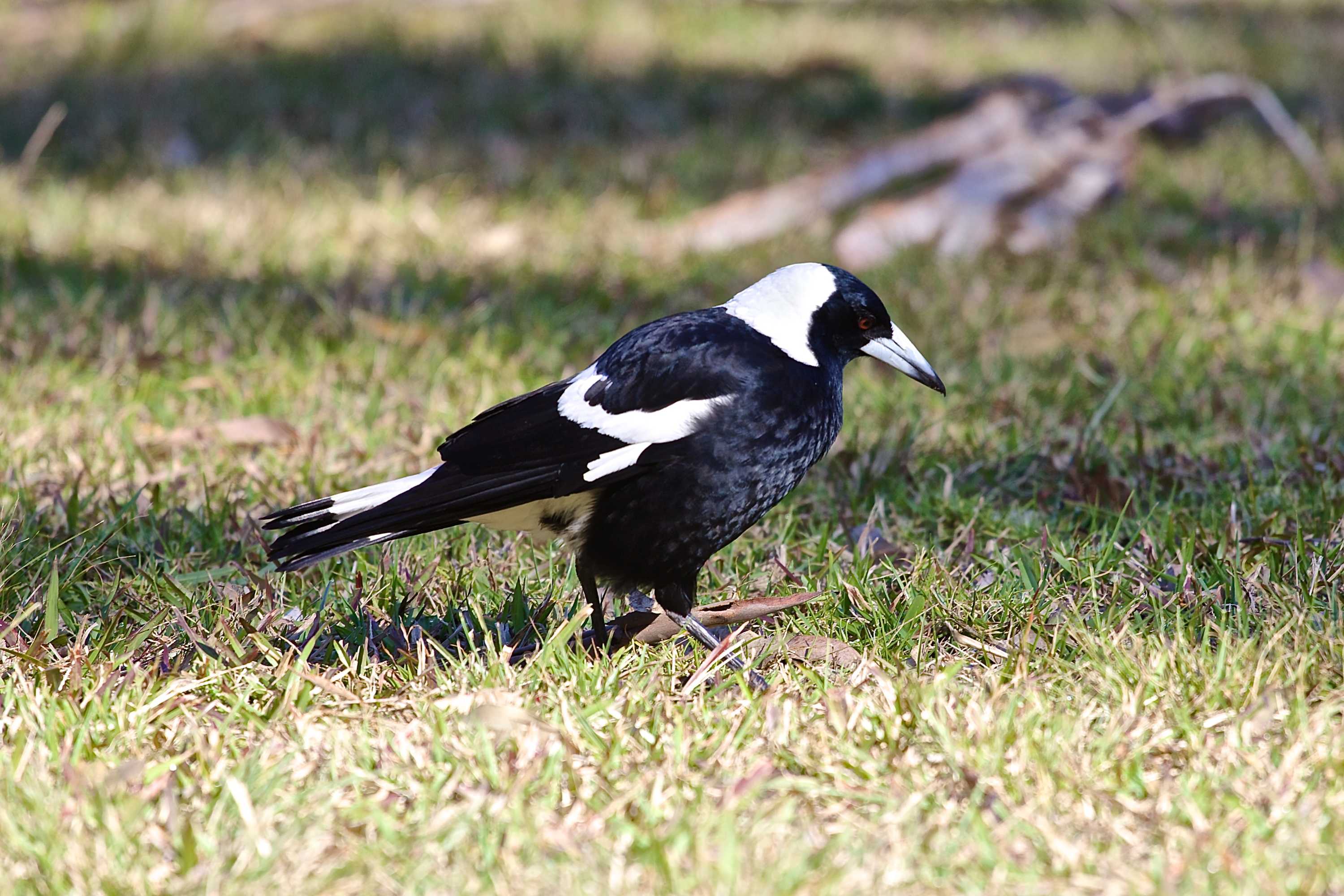 Beyond black and white: The secret life of Australia's marvellous ...