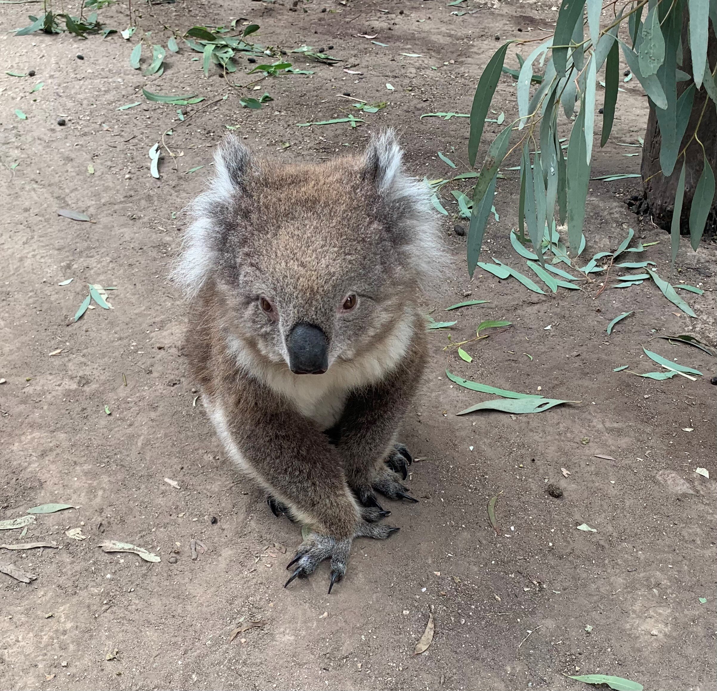 Animal tourism in central and northern Victoria strengthens native ...