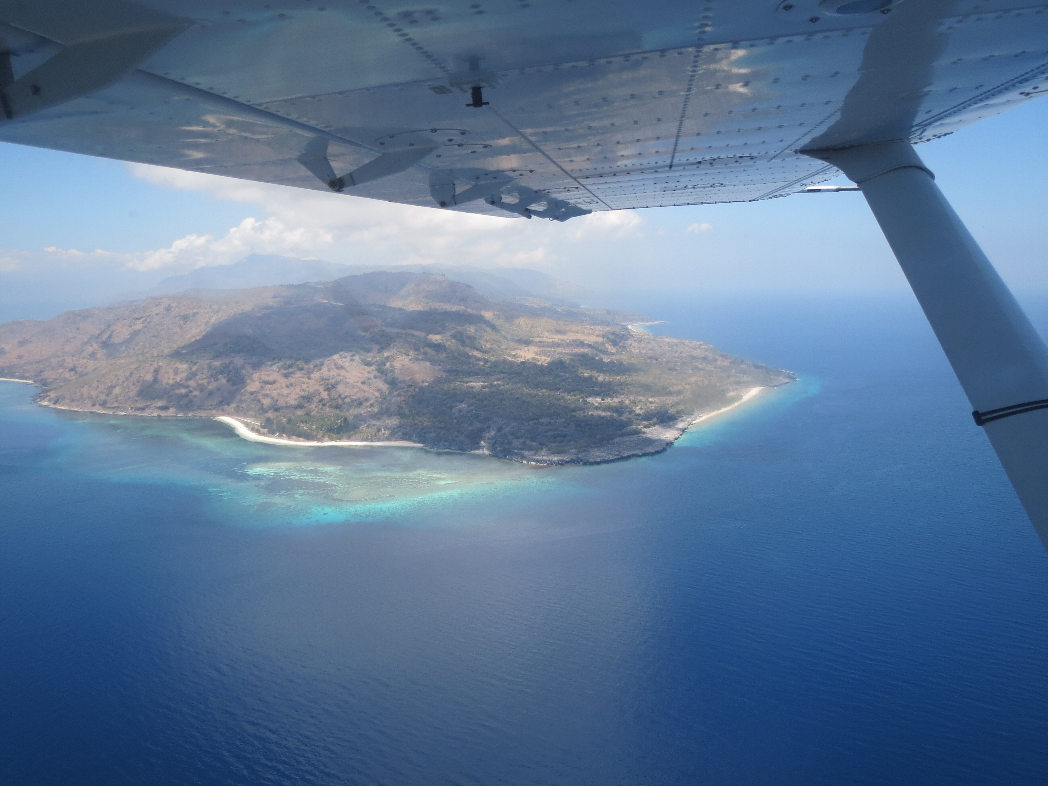Researchers link delayed blue whale migration past Timor-Leste to a ...