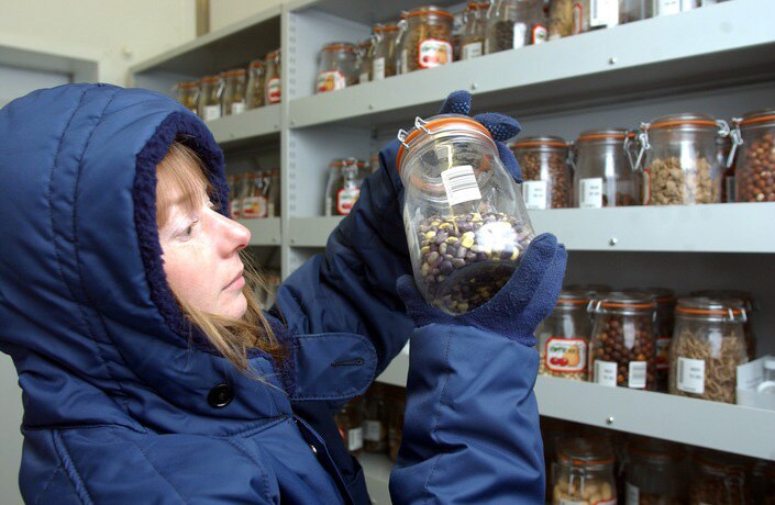 A future full of ancient trees - ABC listen