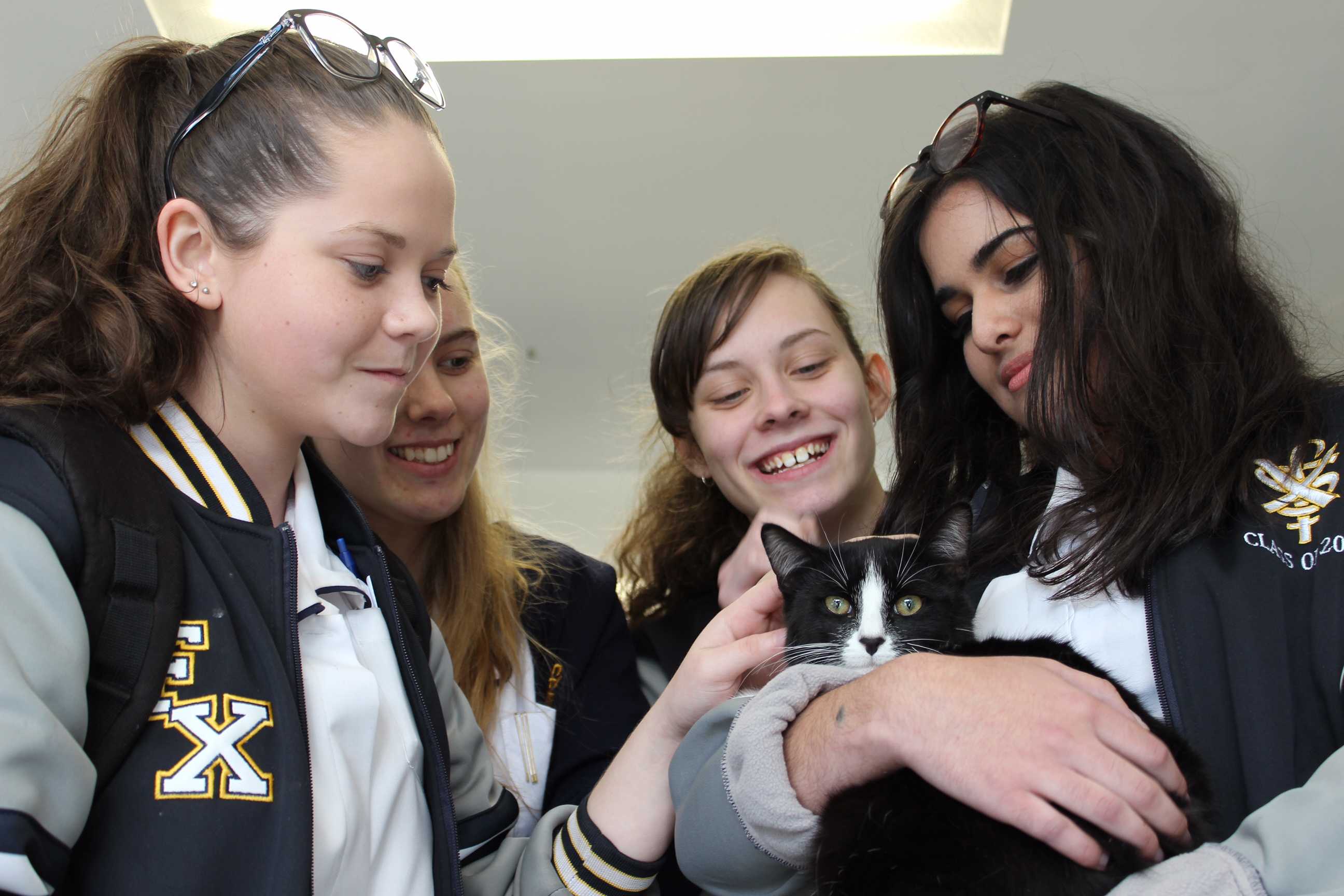 Classroom kittens help stressed Canberra students ahead of exams - ABC News