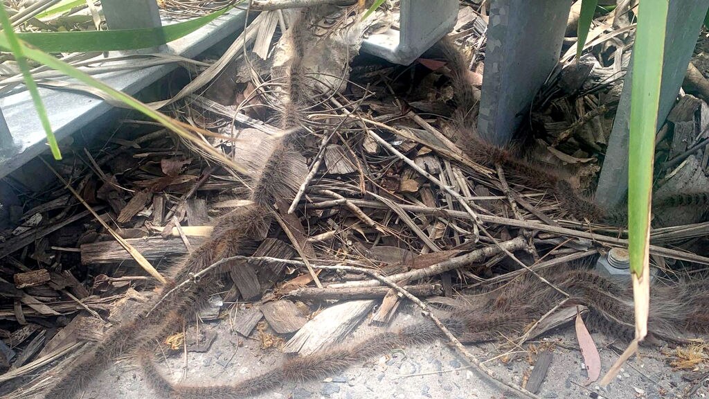 Processionary caterpillar a welcome sign ahead of annual mullet season ...