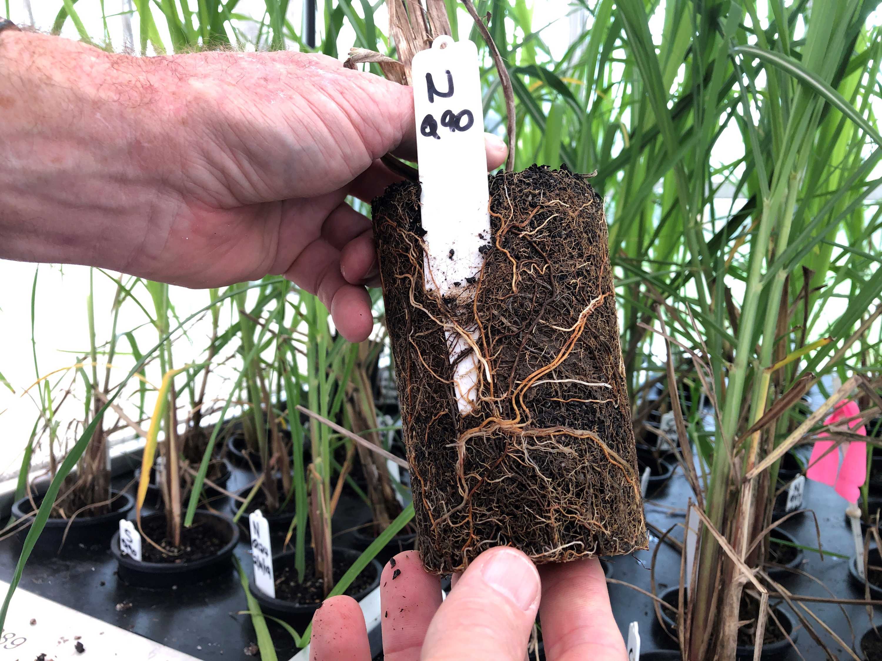 10,000th soil sample marks milestone in sugar research quest to tackle ...