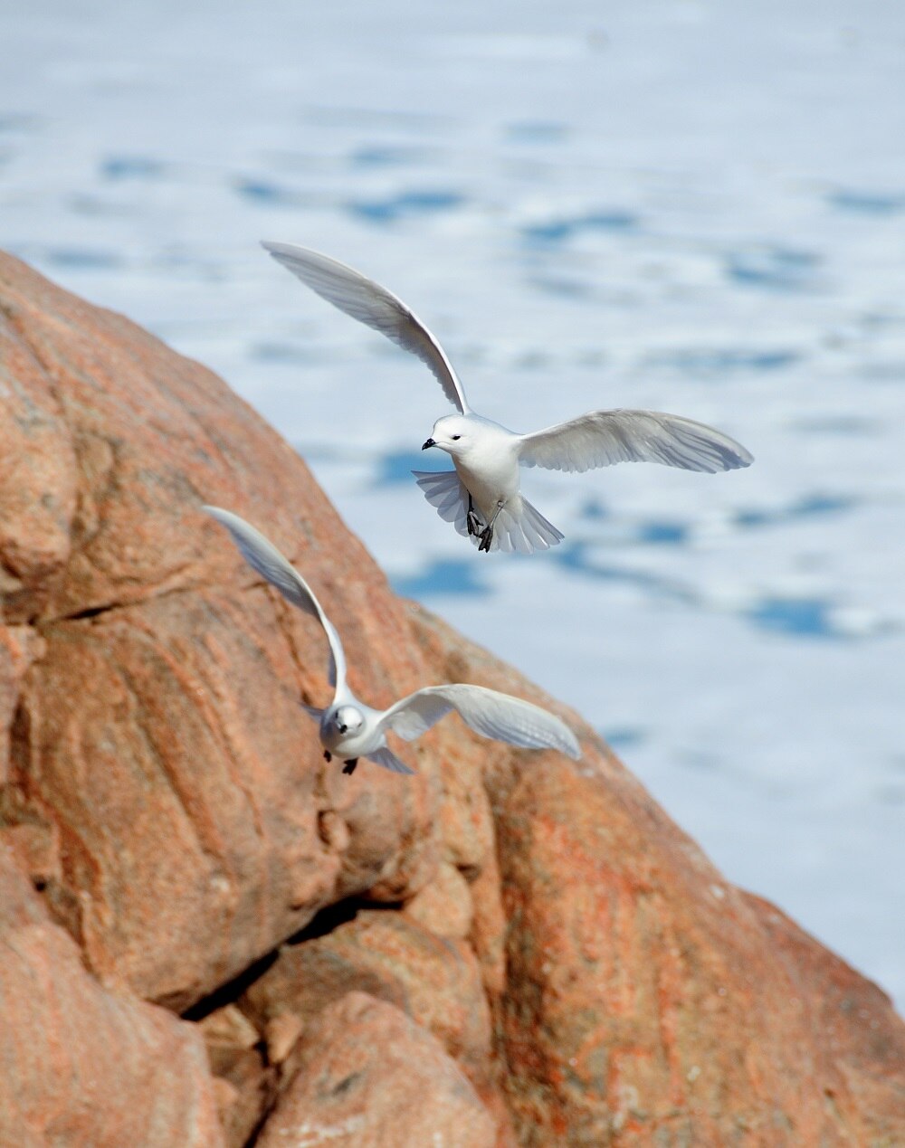 Ancient Antarctic spit helping snow petrel researchers predict species ...