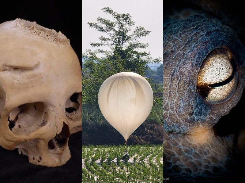 Weekly news quiz: The revelations of a 4,000-year-old skull, an ...