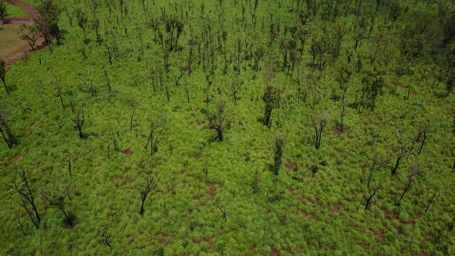 Northern Australian savanna invaded by gamba grass - ABC News