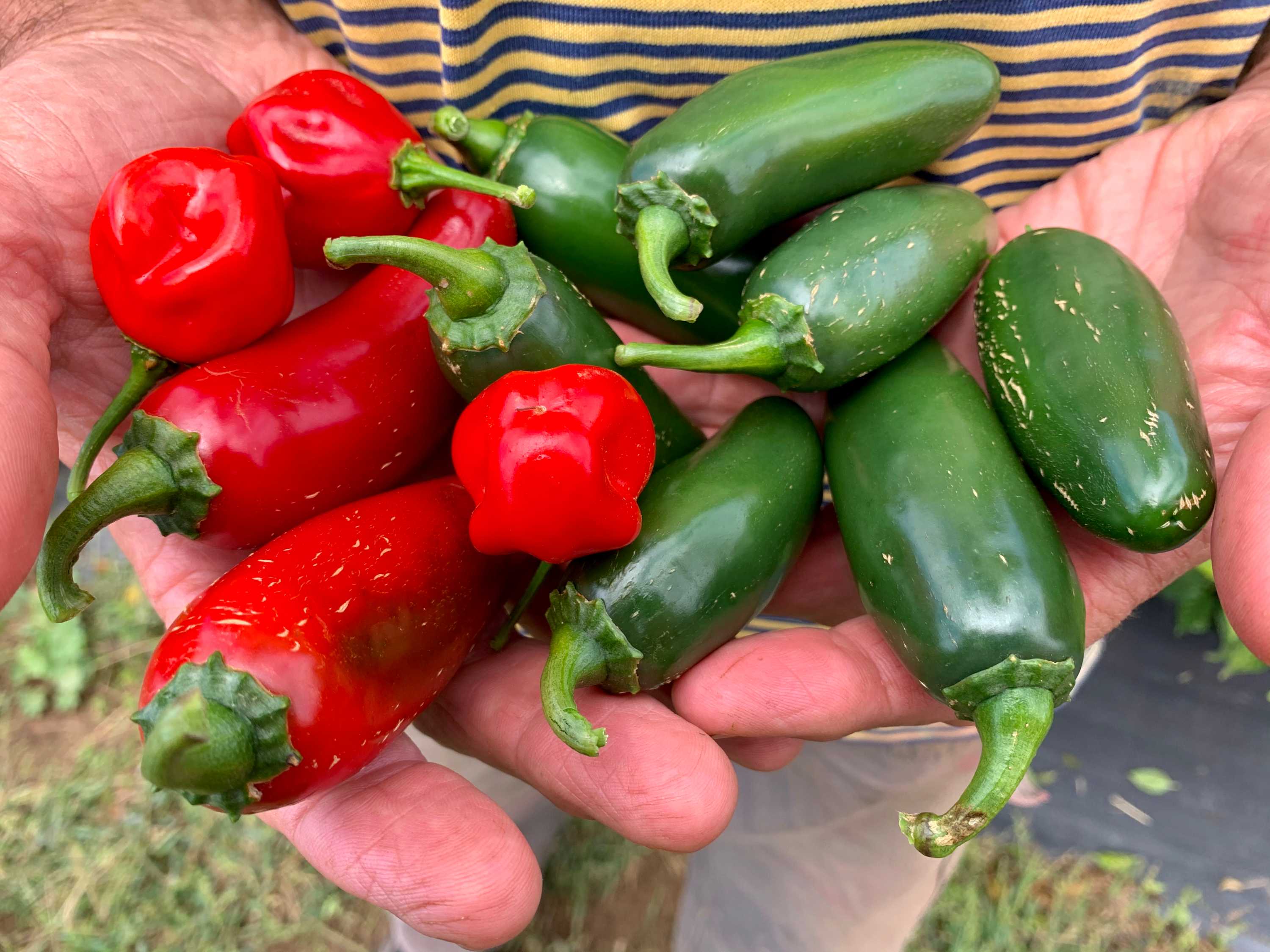 Fernihurst farmers say their property has perfect growing conditions ...