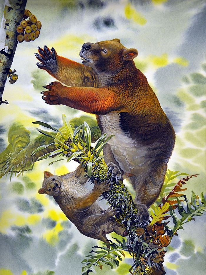 New theory on one of Australia's strangest prehistoric marsupials - ABC ...