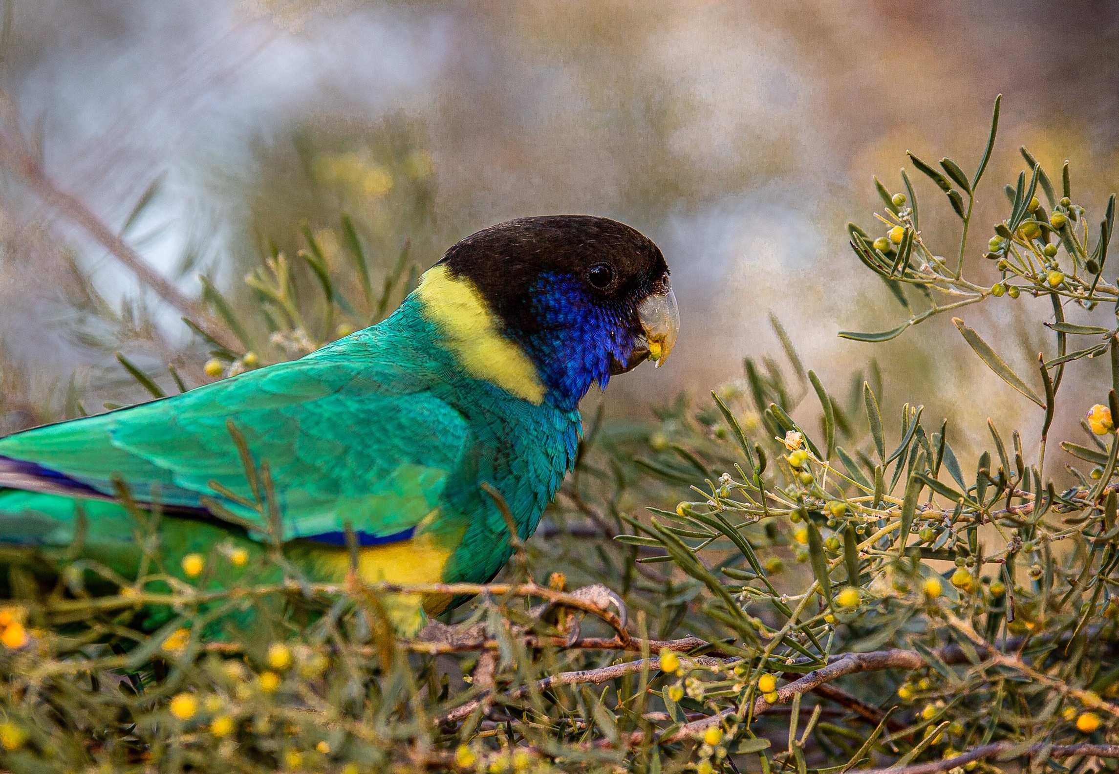 Northern Territory gardeners using native plants to fight animal ...