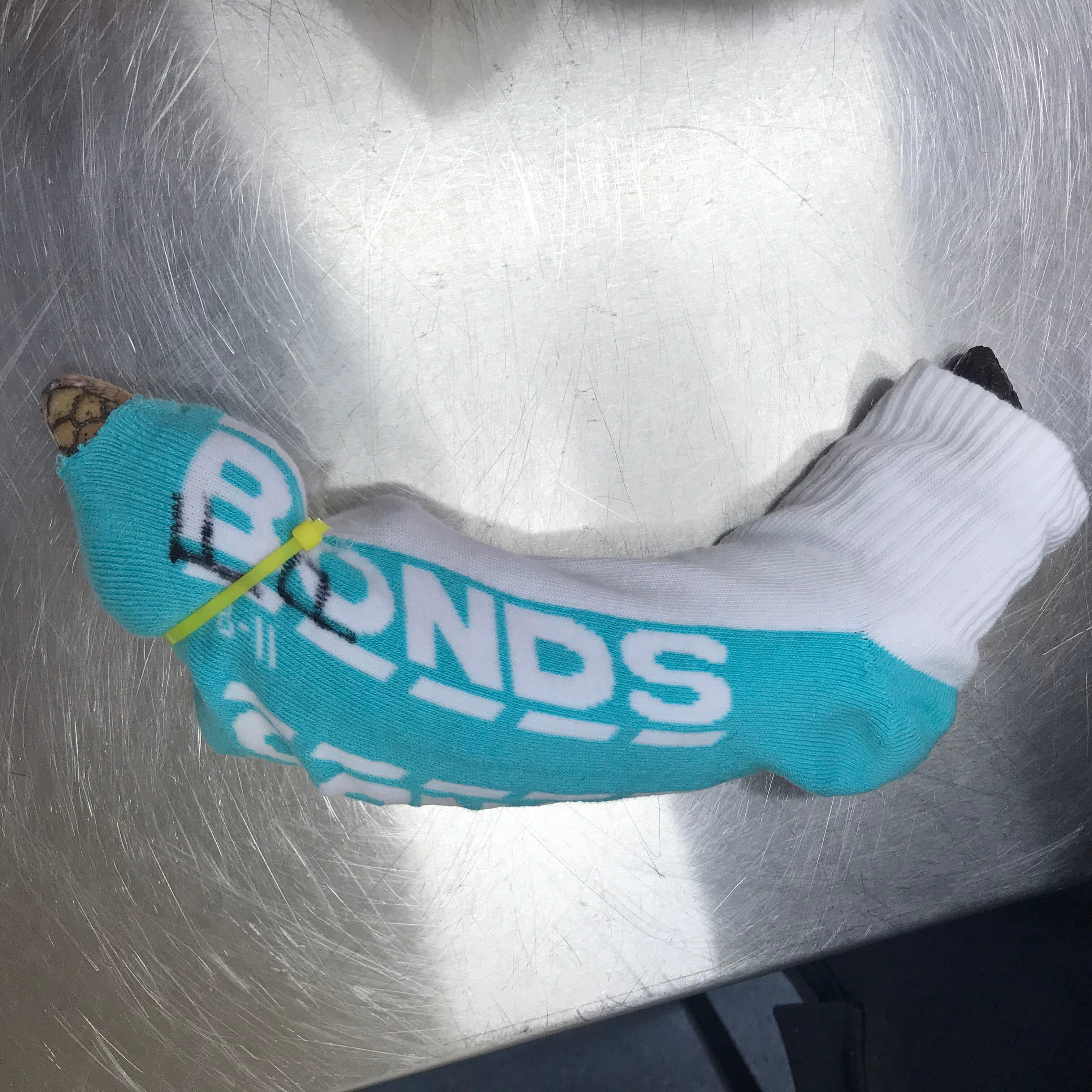 Australian wildlife-smuggling trade laid bare in first detailed study ...