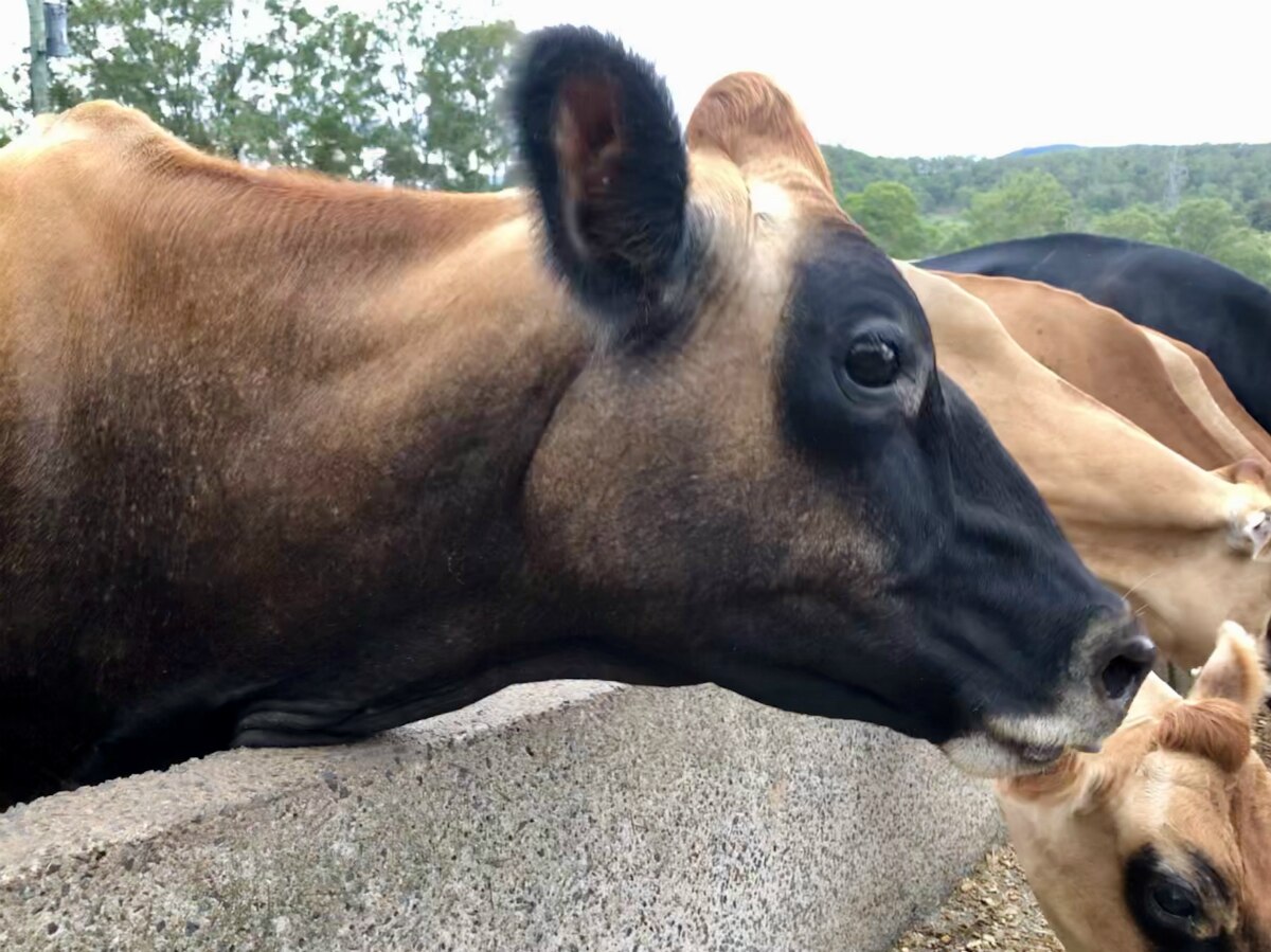 A blind cow, camping and tours — award-winning family dairy shares its ...