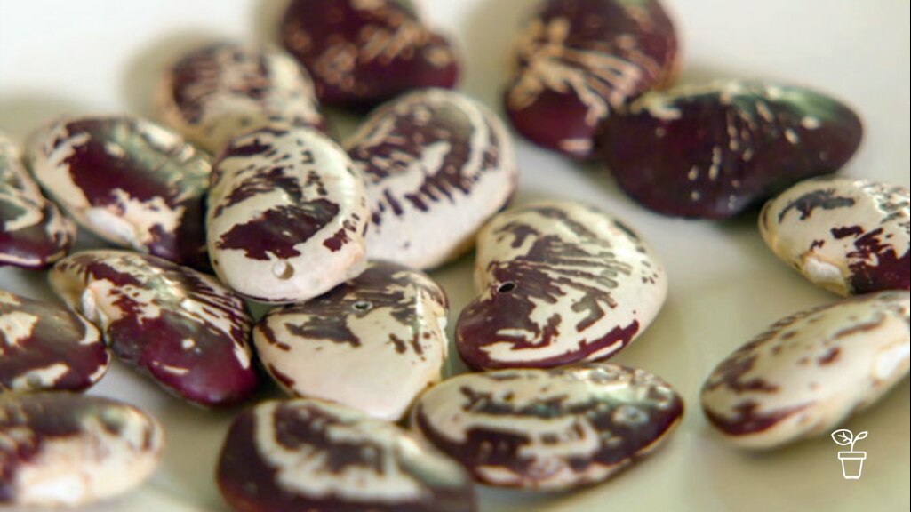 Bean Weevils - Gardening Australia