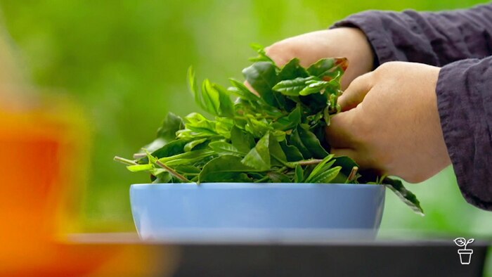 Tipping Tea - Gardening Australia