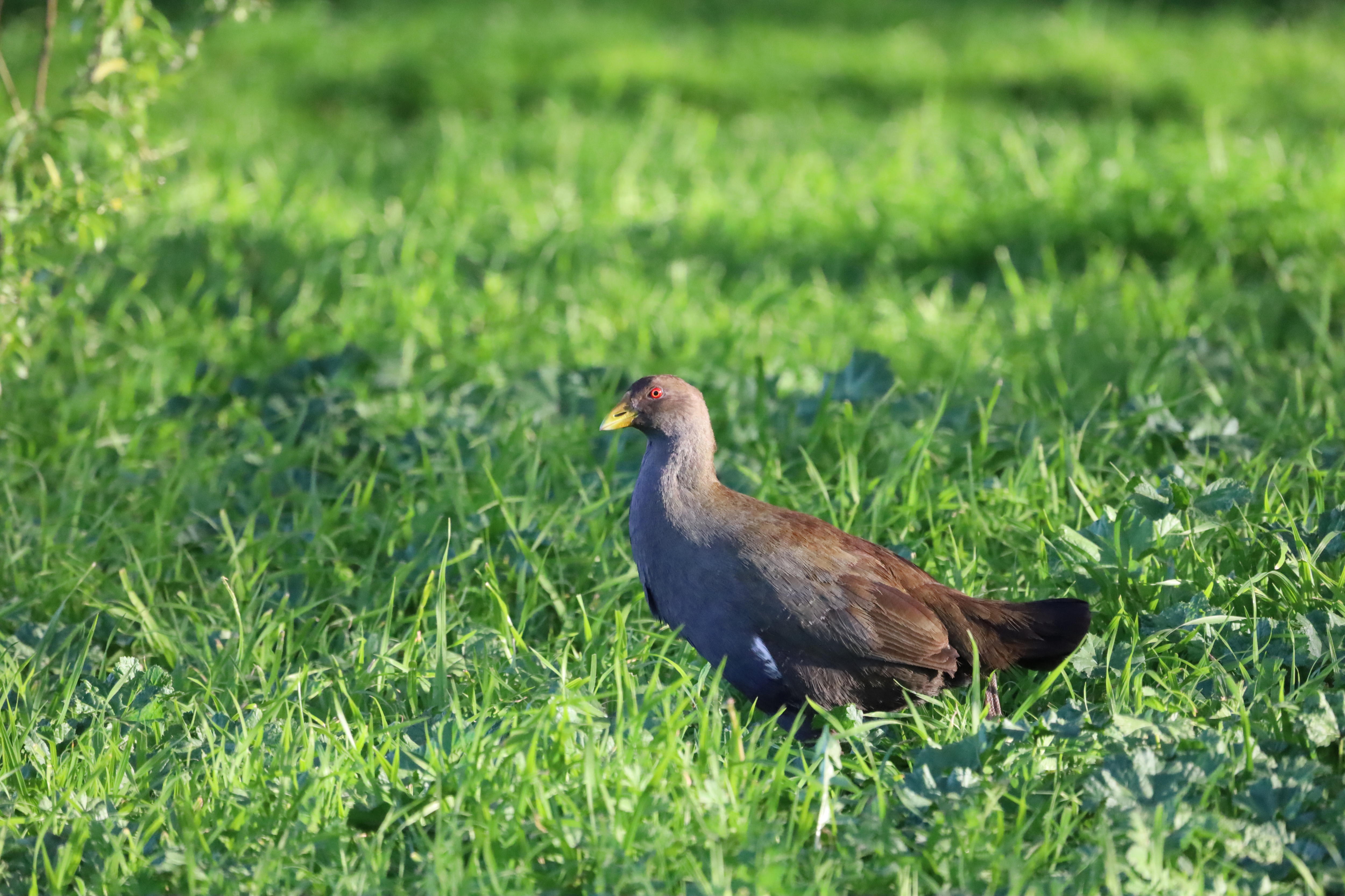 Native hens or 'turbo chooks' largely immune from climate change ...