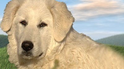 Penguin Protection Dogs - Behind The News