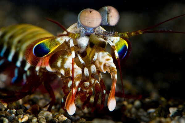 Queensland spanner crabs targeted by mantis shrimp and shark rays ...