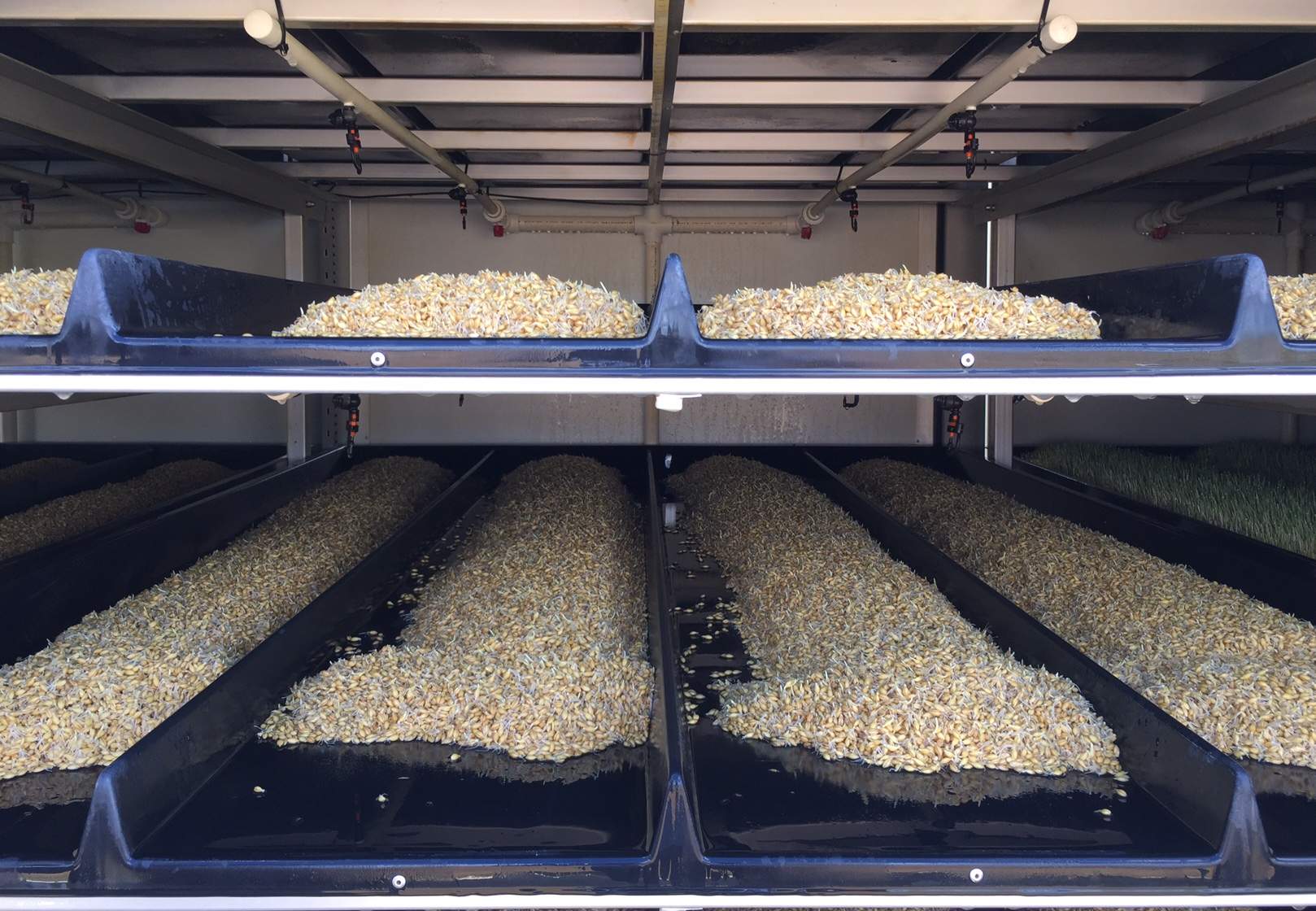 Fodder factory helps drought-proof western Queensland property - ABC News