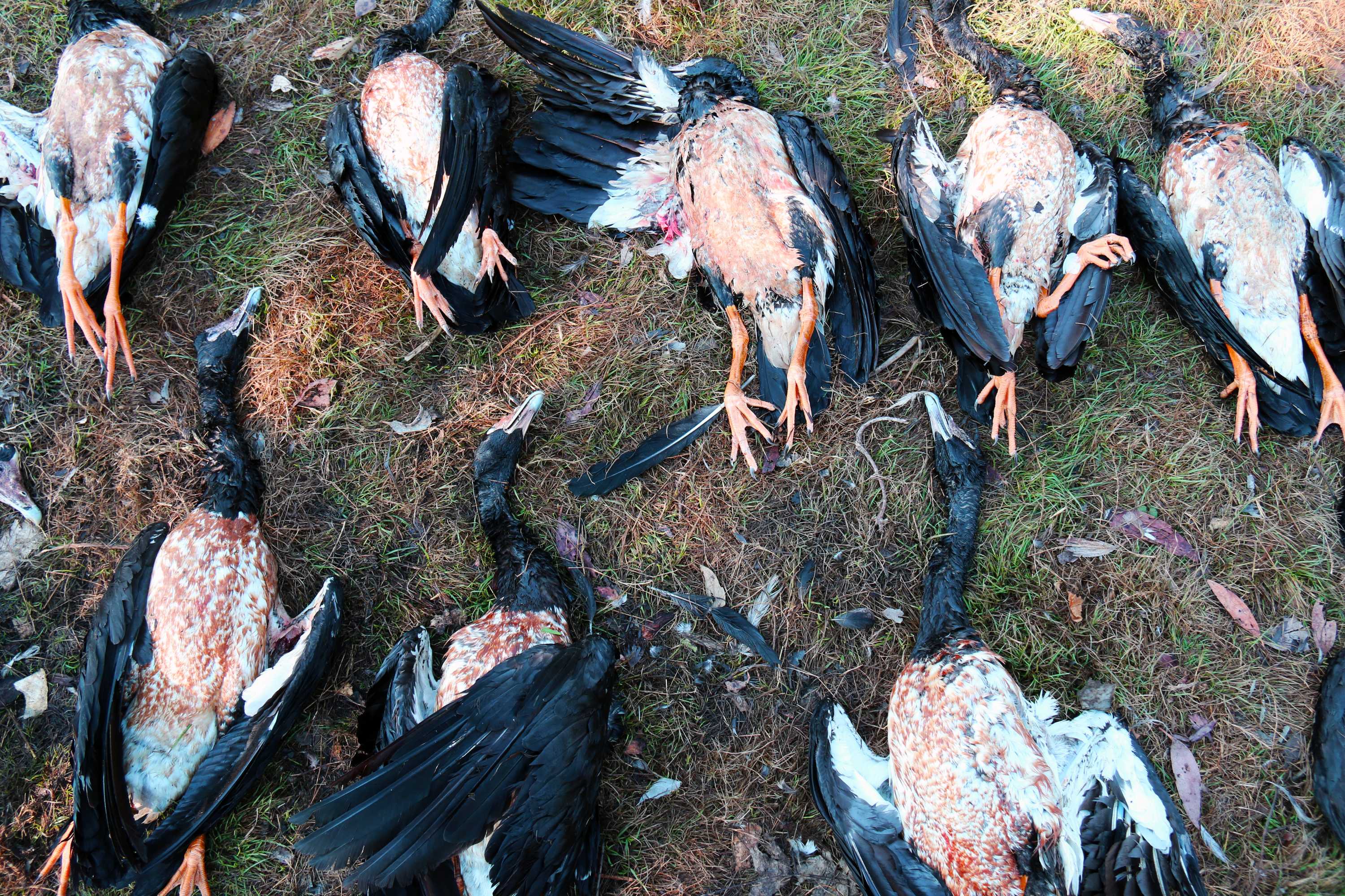 Magpie goose hunting quota reduced as waterfowl numbers fall over two ...