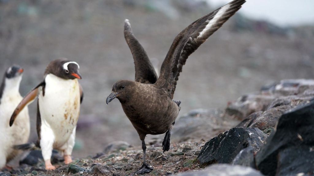 Deadly bird flu is increasing among Antarctic seabird colonies. - ABC News