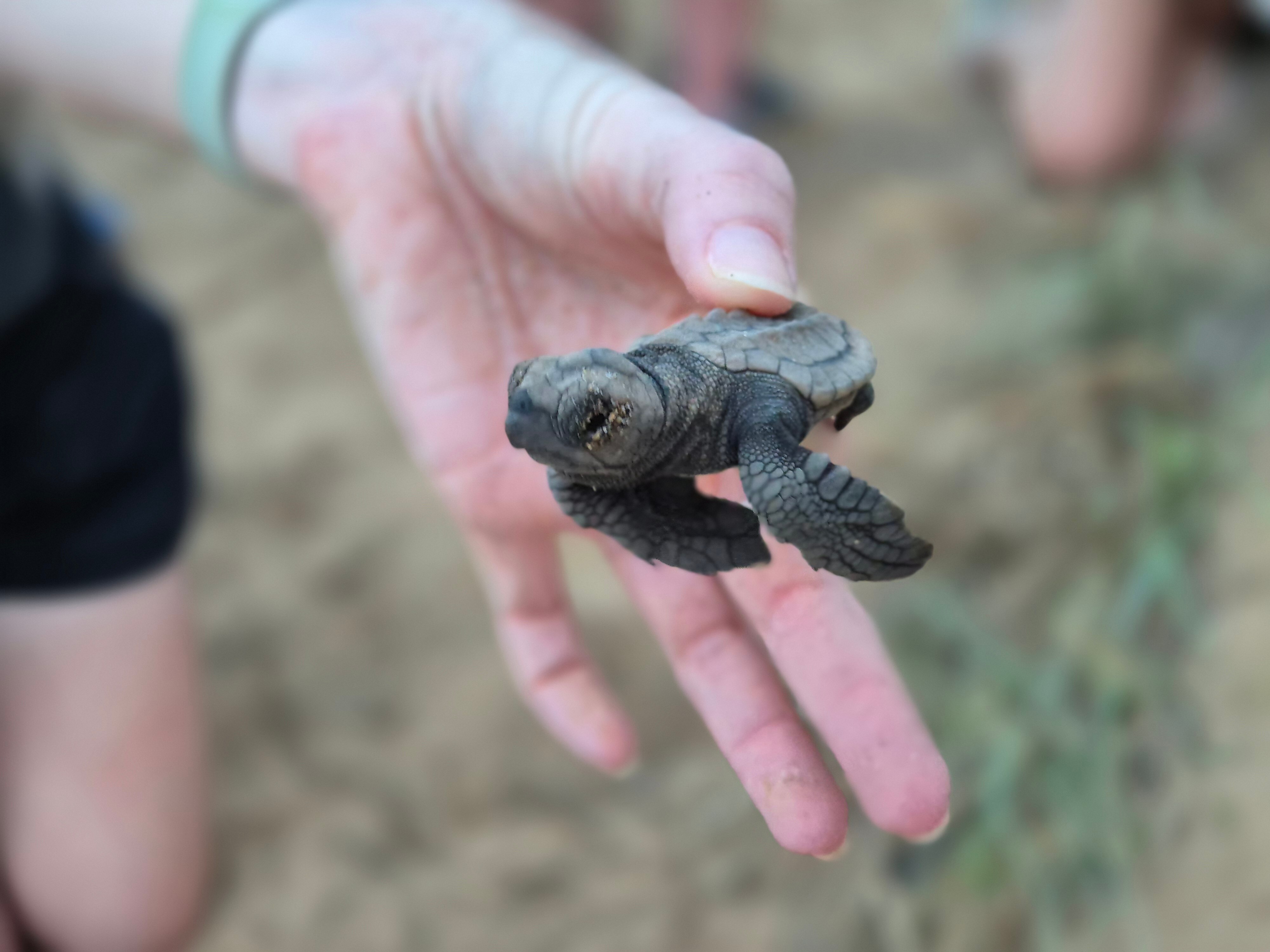 Endangered loggerhead turtles break nesting record at Mon Repos beach ...