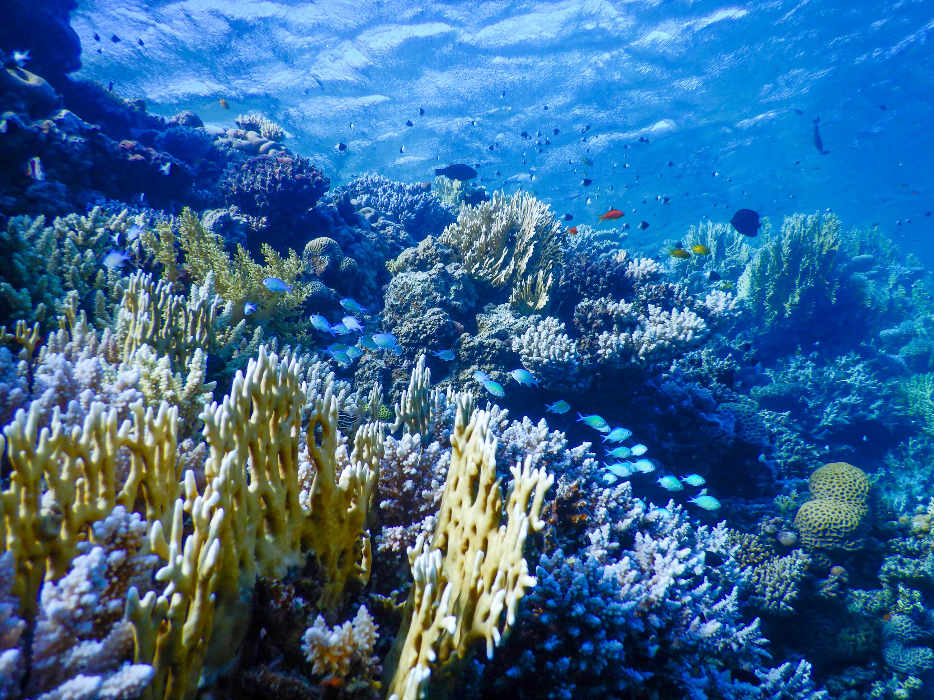 Coral in the Gulf of Aqaba is thriving despite rising sea temperatures ...