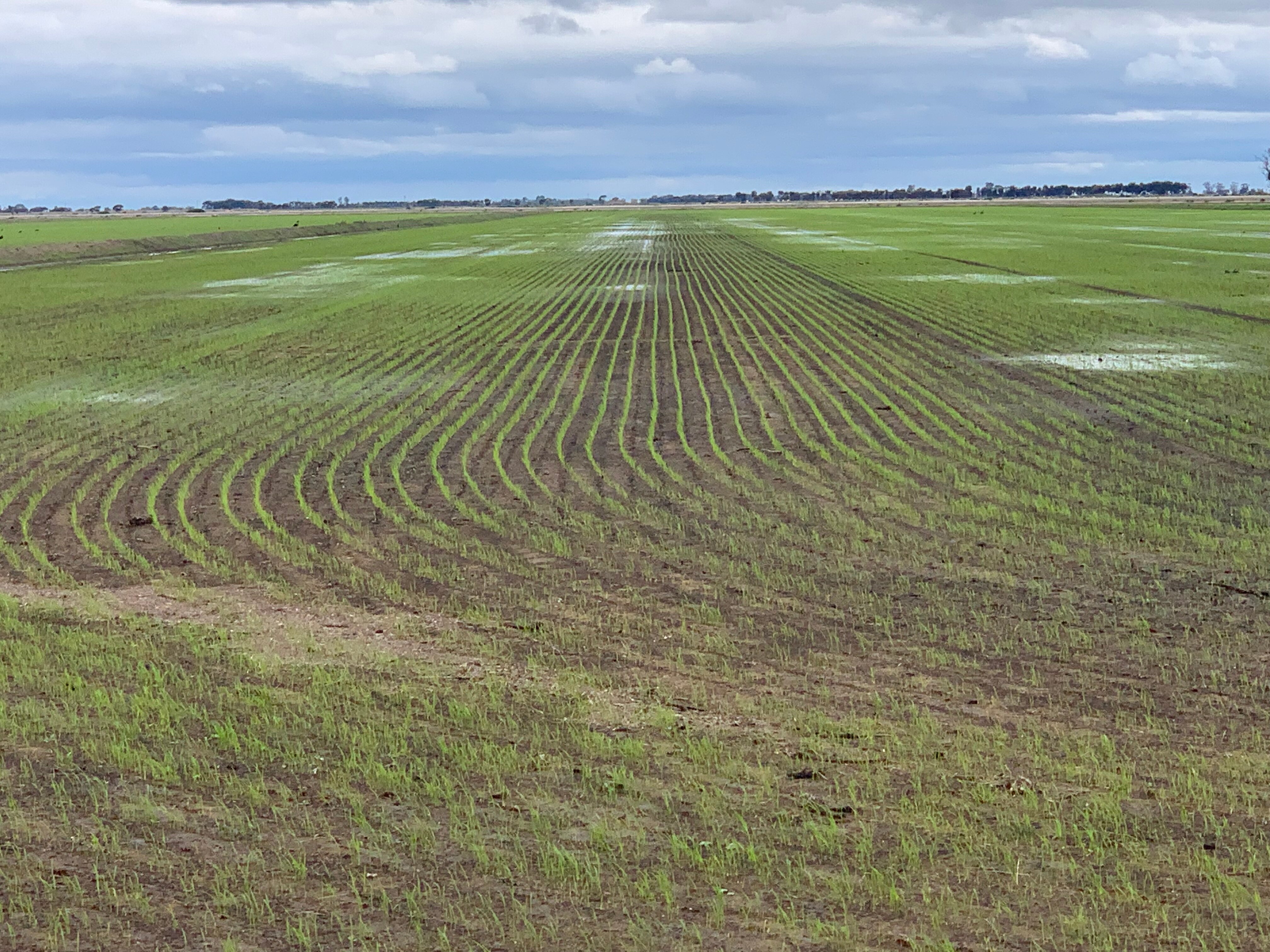 Flooding stops rice farmers sowing next crop in southern New South ...