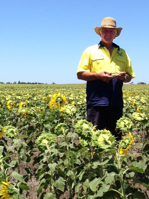 South Australia records above average grain crop despite dry spring ...
