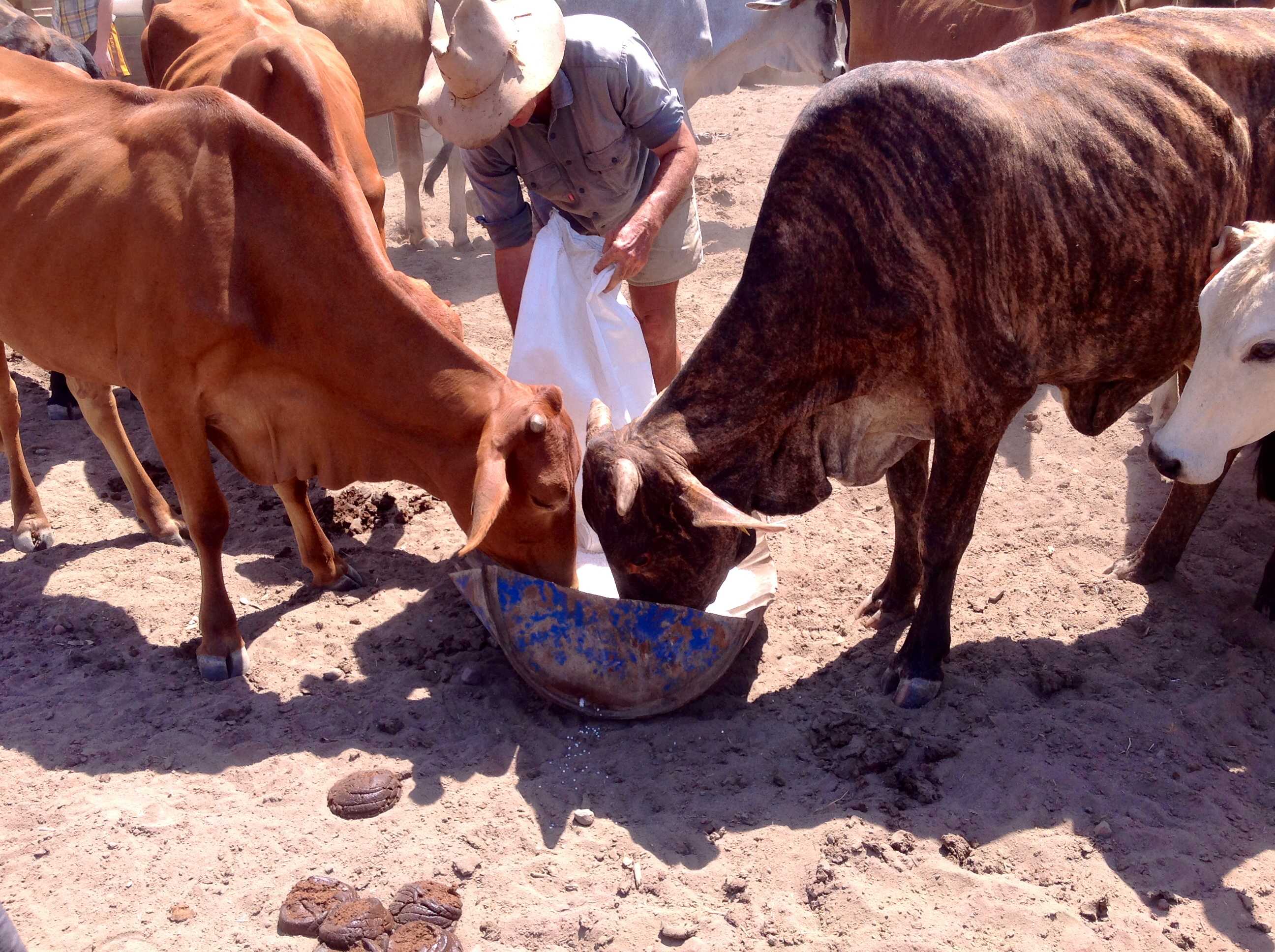 Tough times for beef producer family who struggled with live cattle ...
