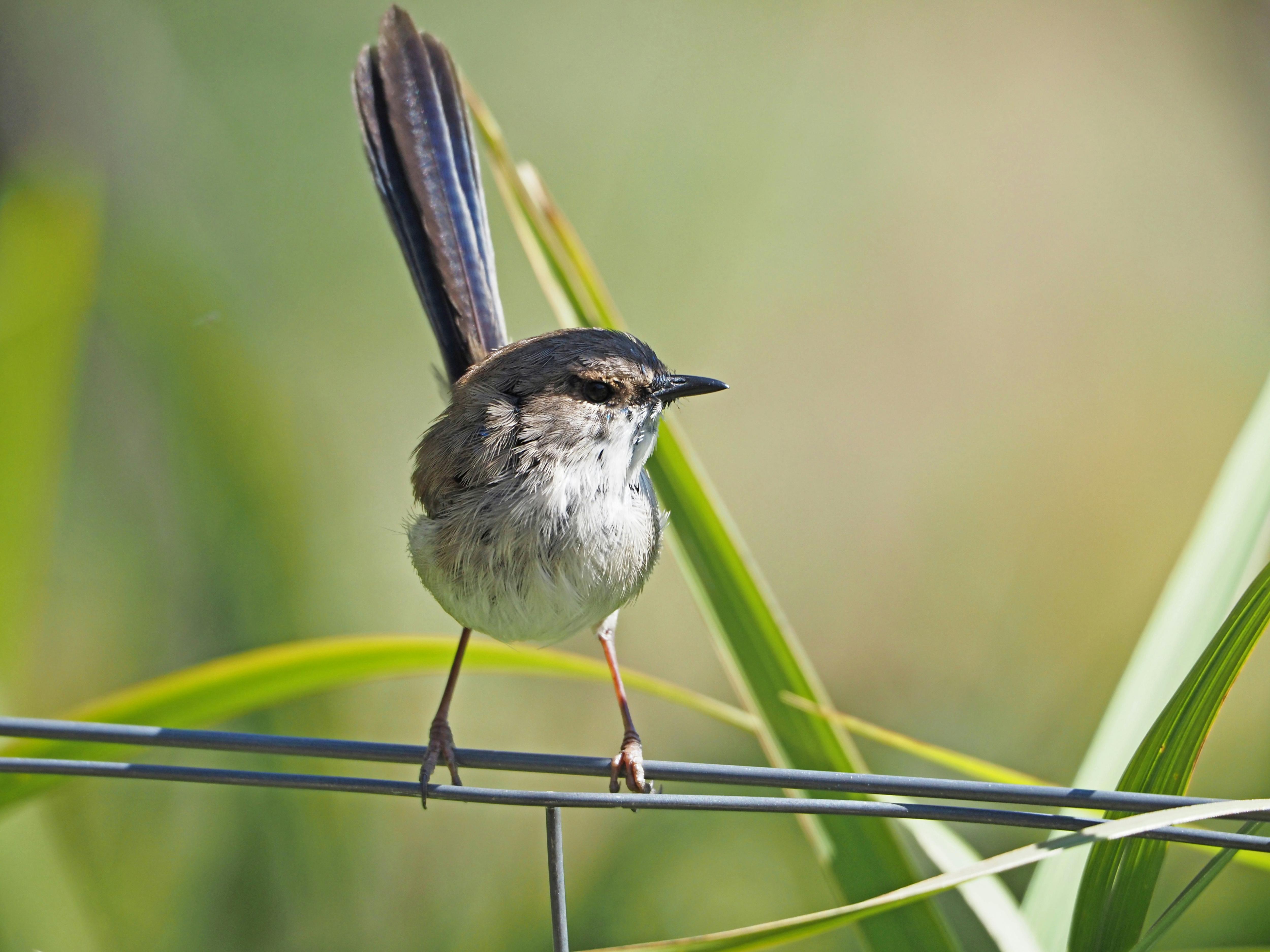 Endangered birds, perfect duck, Bruce Pascoe's farm, bird bath design ...