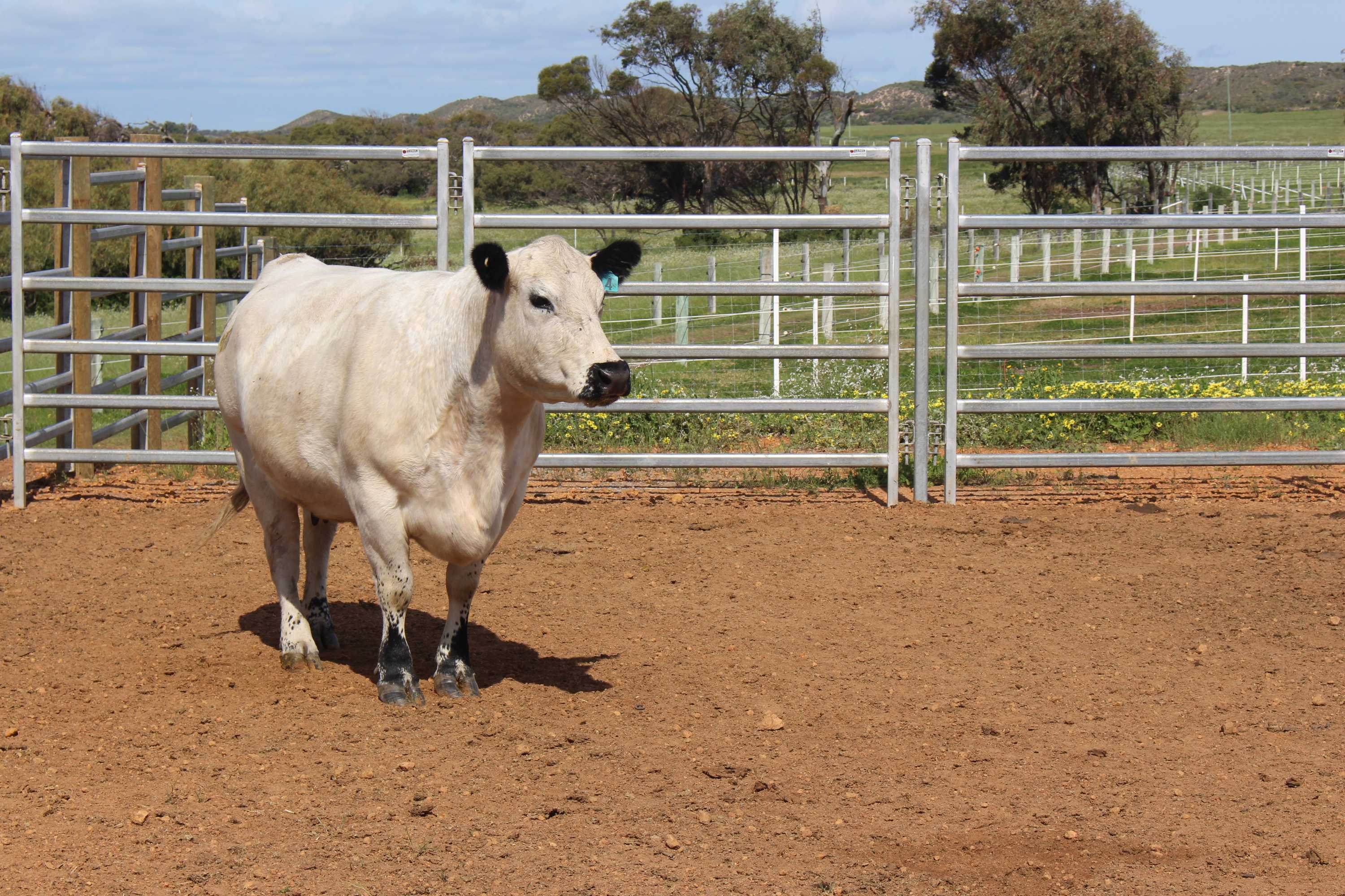 WA vet Matt Carrick's cattle embryo-collection facility receives export ...