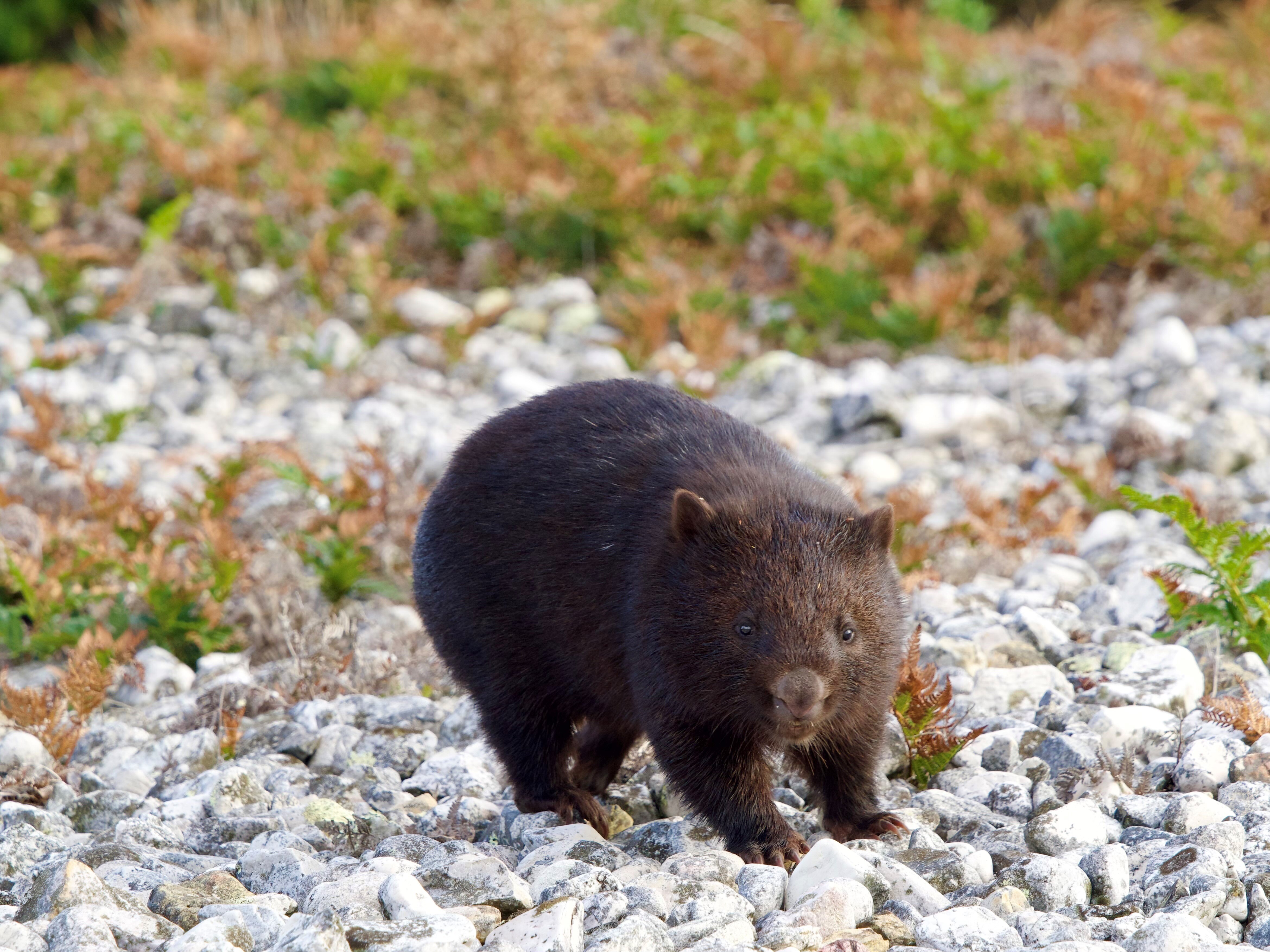 Wombat foraging in the ocean on Tasmania's north-west coast has left ...