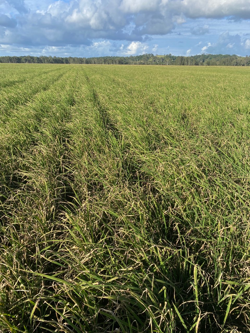 Rice blast fungal disease found near Lismore as Northern Rivers growers ...