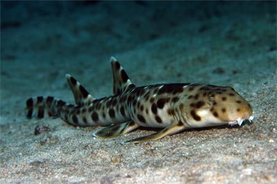 Sharks among 52 new species found off Indonesia - ABC News