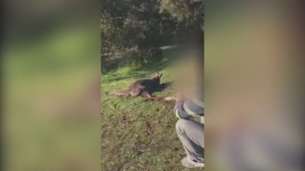 WARNING GRAPHIC: Footage shows brutal killing of kangaroo - ABC News