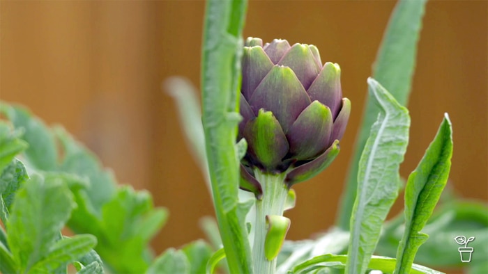 Globe Artichoke - Gardening Australia