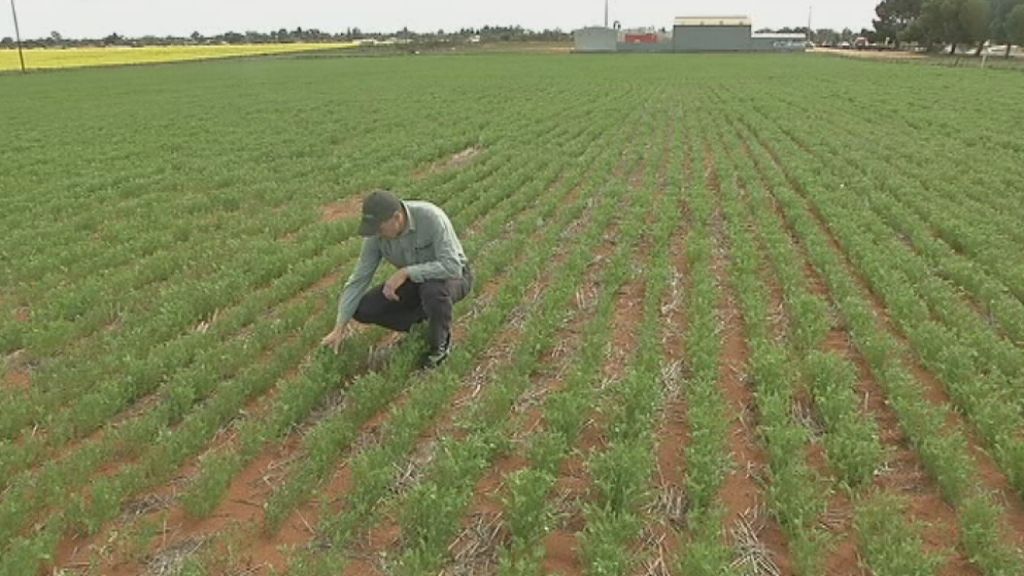 Rain gives hope to farmers - ABC News