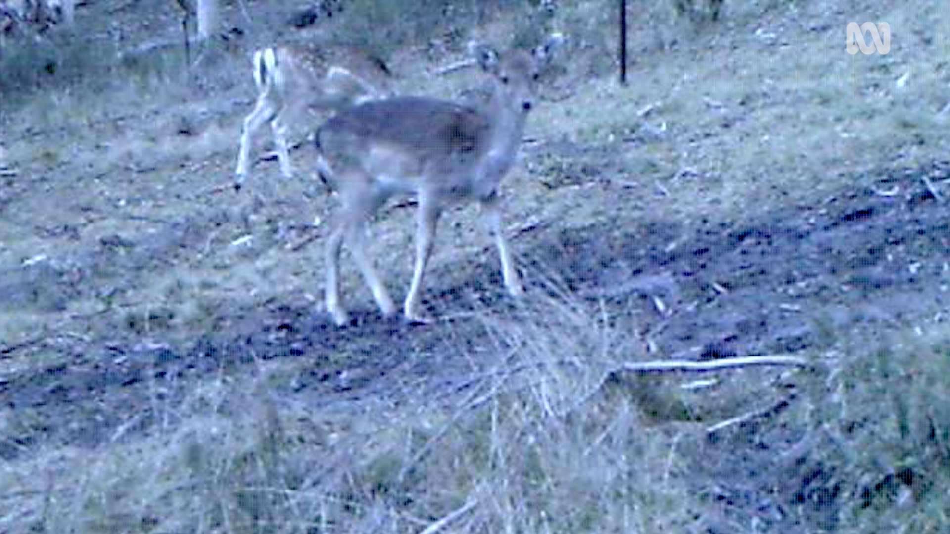 Wild deer captured on camera - ABC News