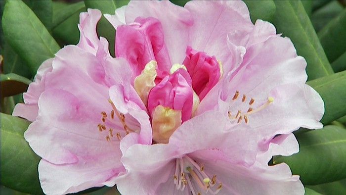 A Spring Delight - Gardening Australia