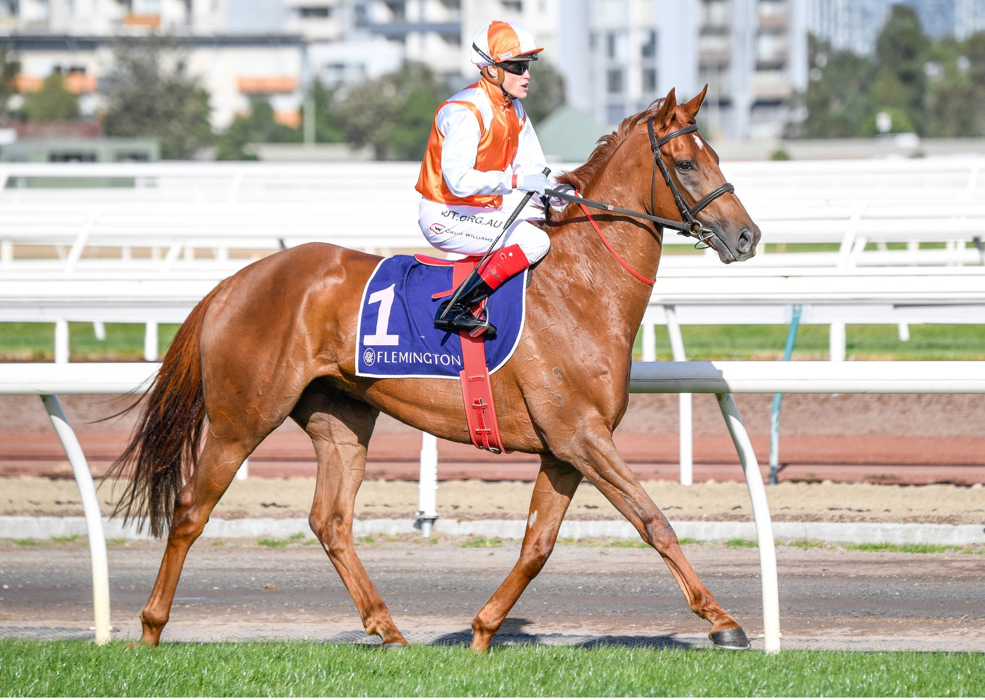 Melbourne Cup 2023 field, horses, form guide and finishing order - ABC News