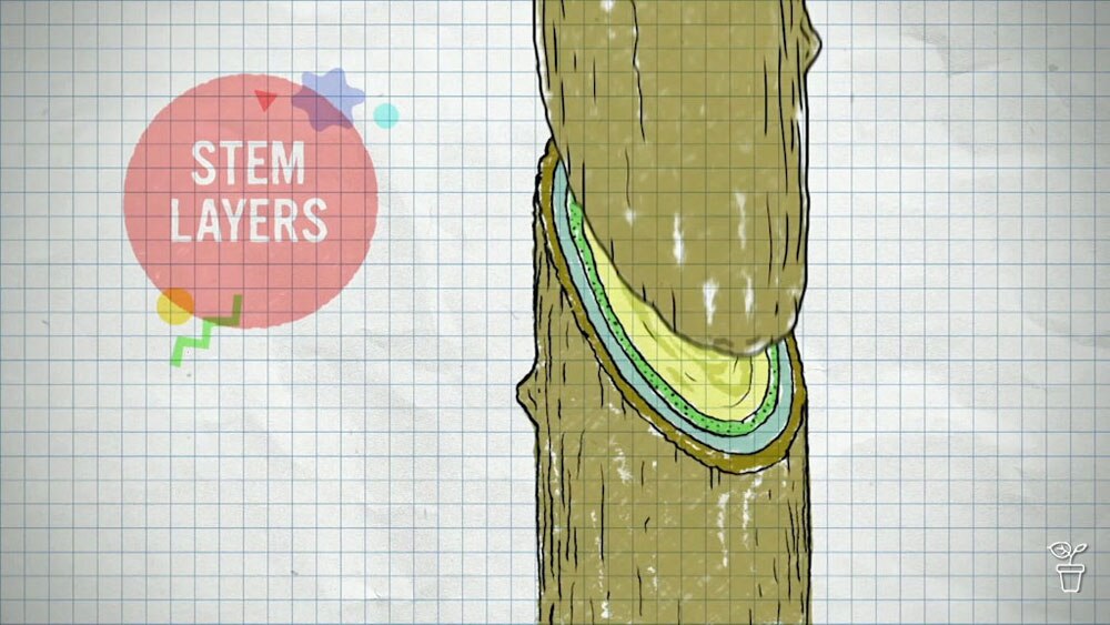 Grafting Grapes - Gardening Australia