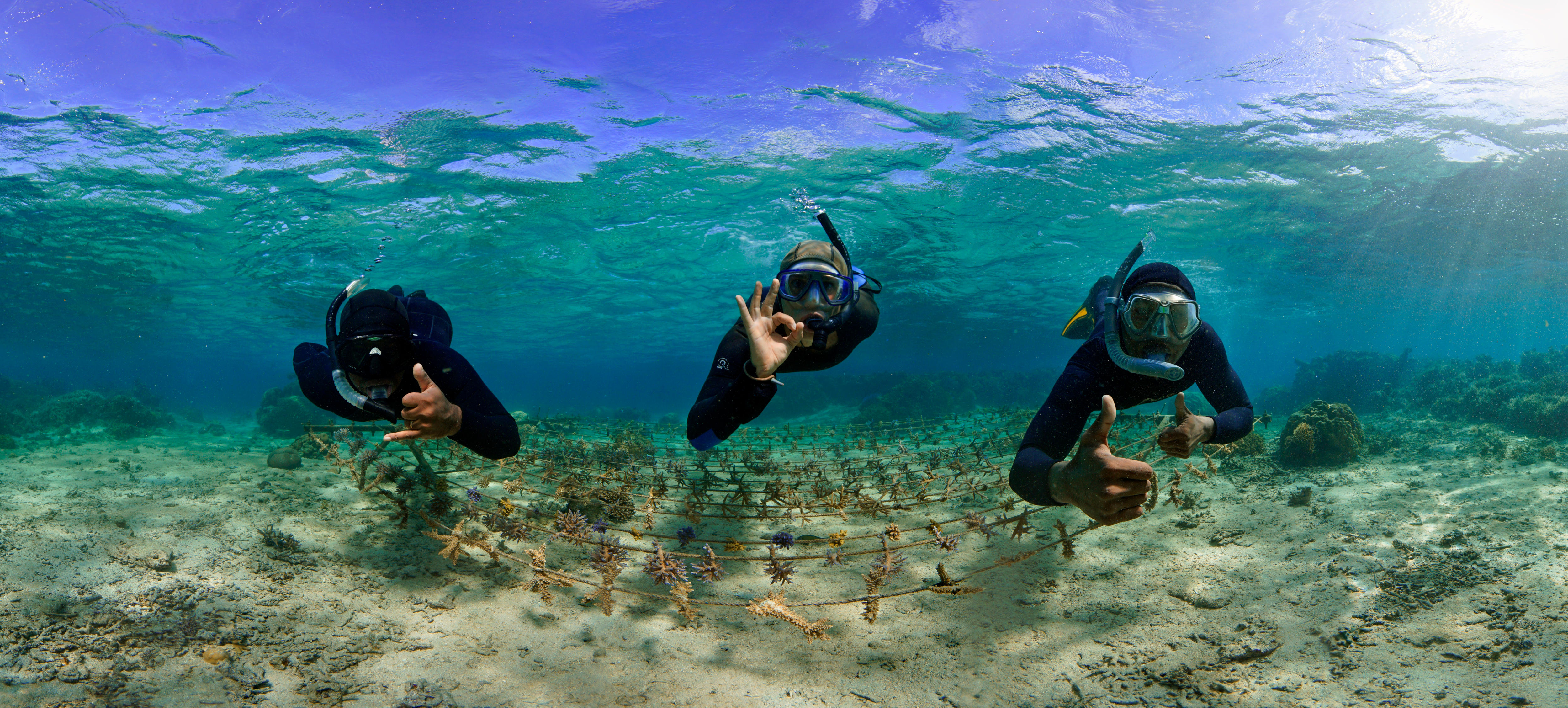 Fiji's beaches and reefs 'assisted evolution' helps resilience - Fiji's ...
